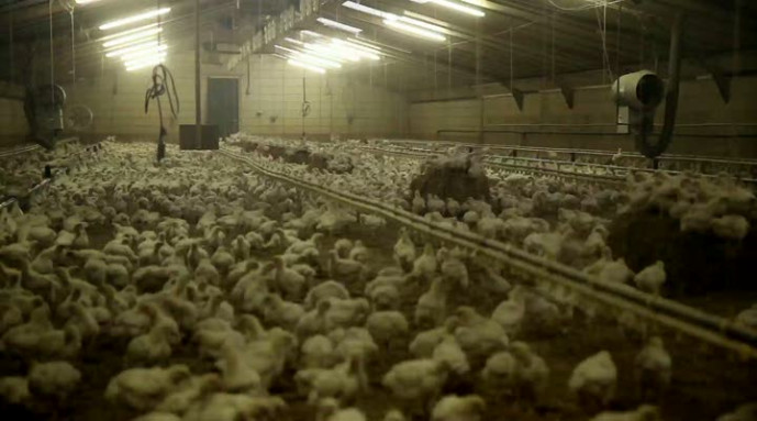 Scharrelkip - Video - Allerhande - Albert Heijn